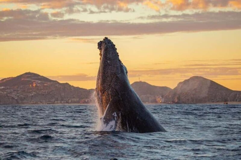 Los Cabos: Whale Watching and Sunset Catamaran Cruise - Who Will Enjoy This Tour?