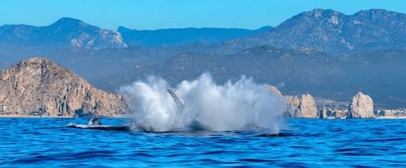 Los Cabos: Whale Watching by Glass Bottom Boat - Who Would Love This Tour?