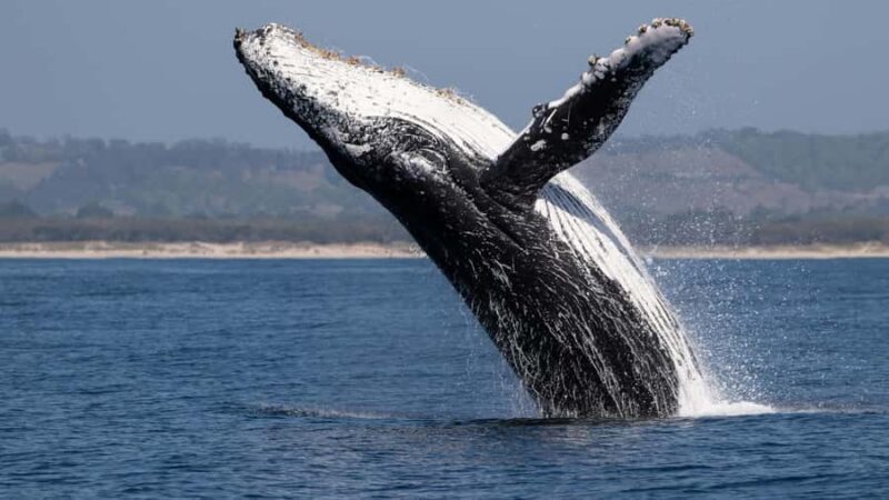 Los Cabos: Whale Watching by Glass Bottom Boat - The Sum Up