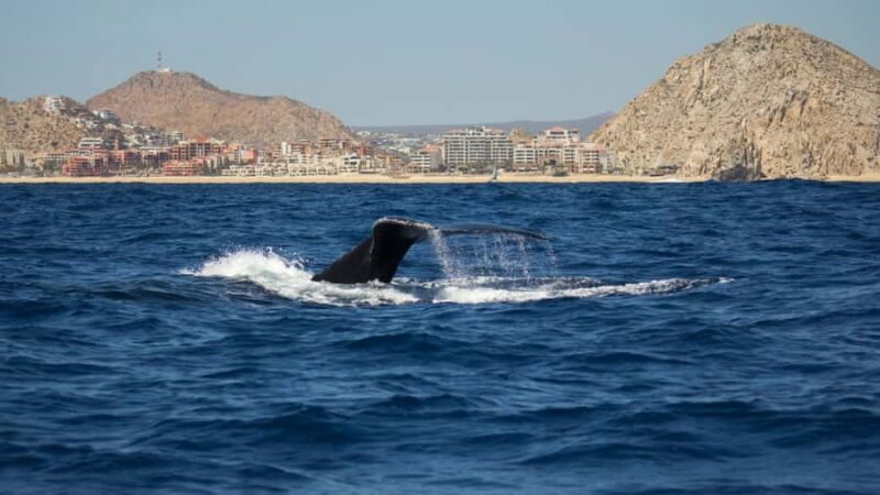 Los Cabos: Whale Watching by Glass Bottom Boat - FAQ