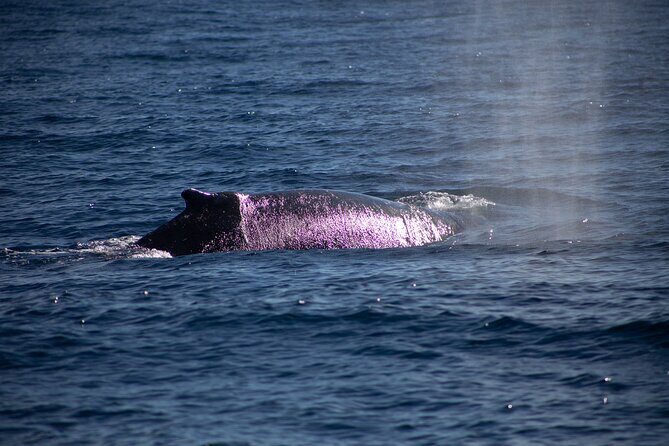 Los Cabos Whale Watching Cruise Including Breakfast - The Value of This Experience