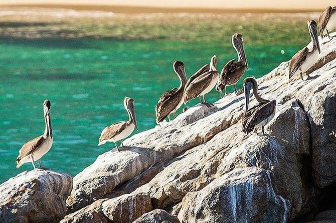 Los Cabos Whale Watching Cruise Including Breakfast - Practical Tips for Your Trip