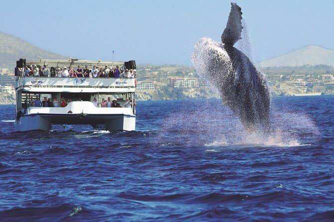 Los Cabos Whale Watching Cruise Including Breakfast - FAQs