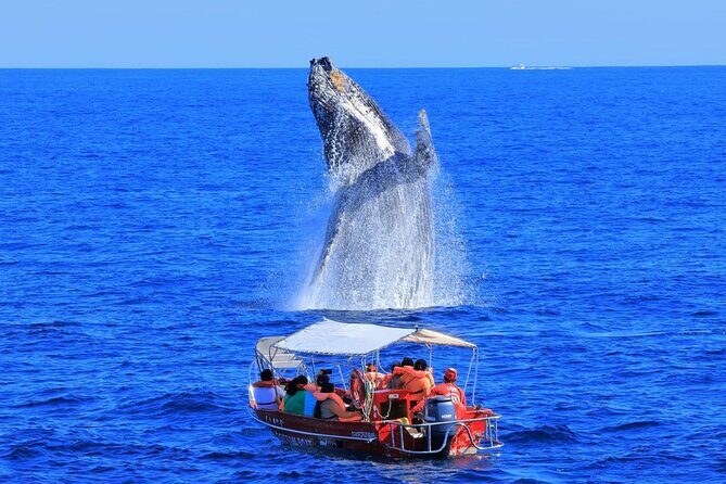 Los Cabos: Whale Watching Safari & Free time at Lovers Beach - Key Points