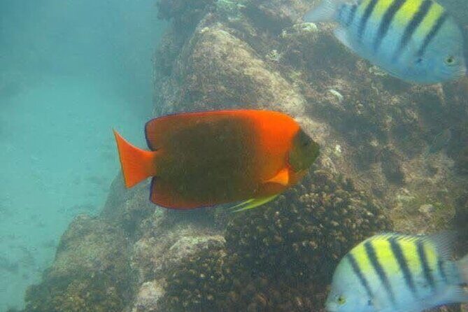 Los Cabos: Whale Watching Safari & Free time at Lovers Beach - The Sum Up