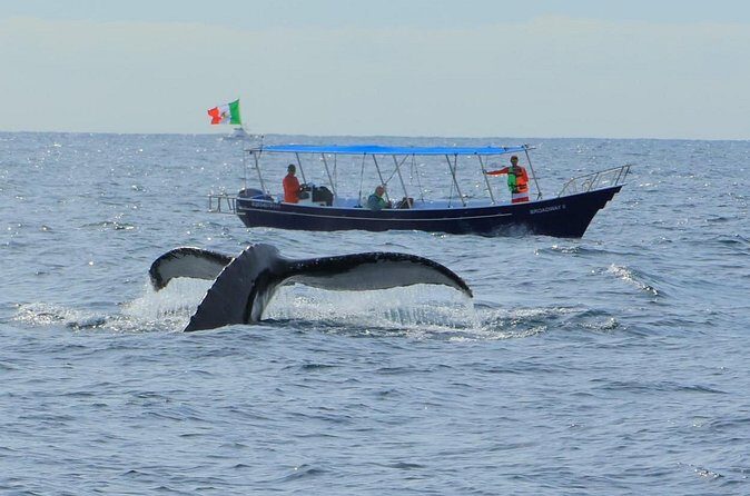 Los Cabos: Whale Watching Safari & Free time at Lovers Beach - FAQ