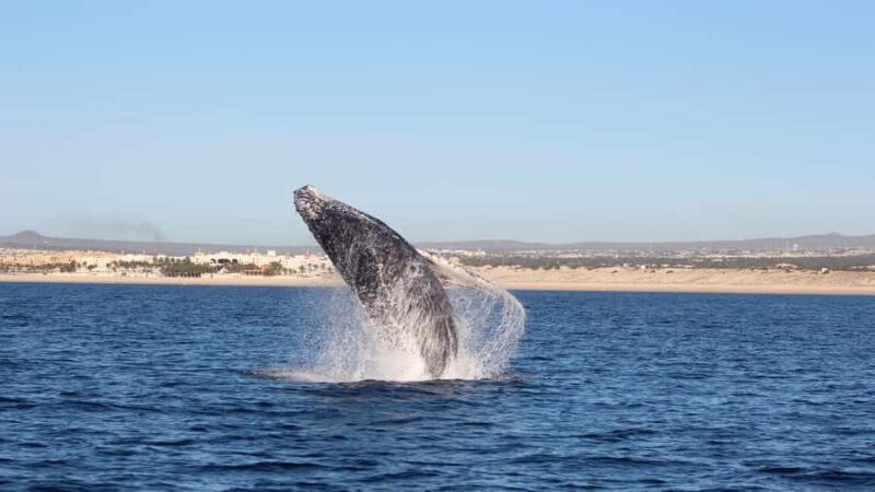 Los Cabos: Whale Watching Tour with Tequila Tasting - A True Blend of Nature and Culture