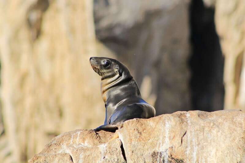 Los Cabos: Whale Watching (Transport and Pictures Included) - The Itinerary in Detail