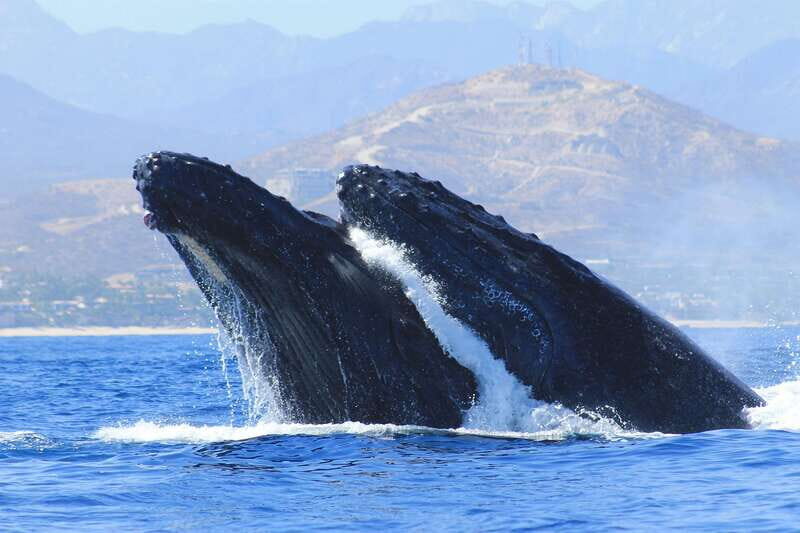 Los Cabos: Whale Watching (Transport and Pictures Included) - Analyzing the Value