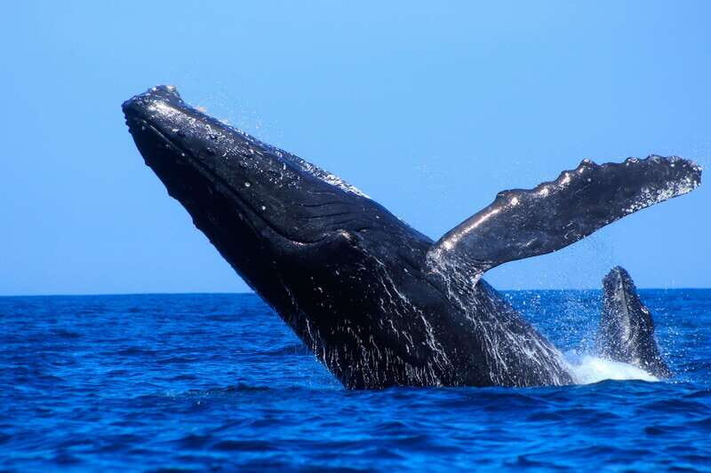 Los Cabos: Whale Watching (Transport and Pictures Included) - Authentic Experiences & Insights from Reviews