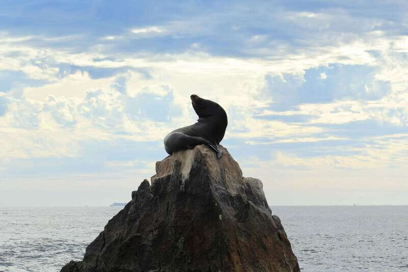 Los Cabos: Whale Watching (Transport and Pictures Included) - Who Is This Tour Best For?