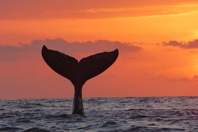 Los Cabos Whale Watching (Transportation and Pictures Included) - Final Thoughts