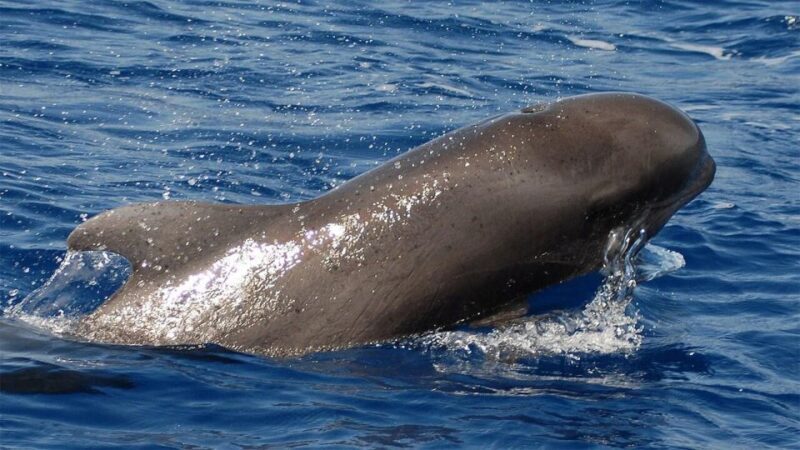Los Cristianos: Eco-Yacht Whale Watching Cruise with Swim - A Close Look at the Experience