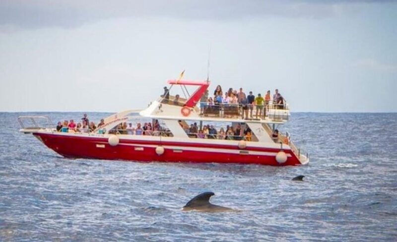 Los Cristianos: Eco-Yacht Whale Watching Cruise with Swim - Summary: The Practical Verdict