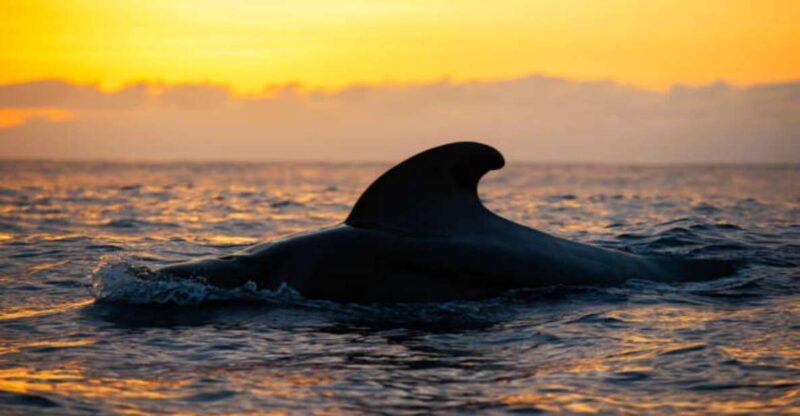 Los Cristianos: Eco Yacht Whale Watching Tour at Sunset - Introduction: The Experience at a Glance