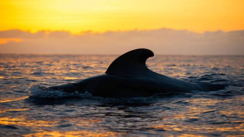 Los Cristianos: Eco Yacht Whale Watching Tour at Sunset - Detailed Breakdown of the Itinerary