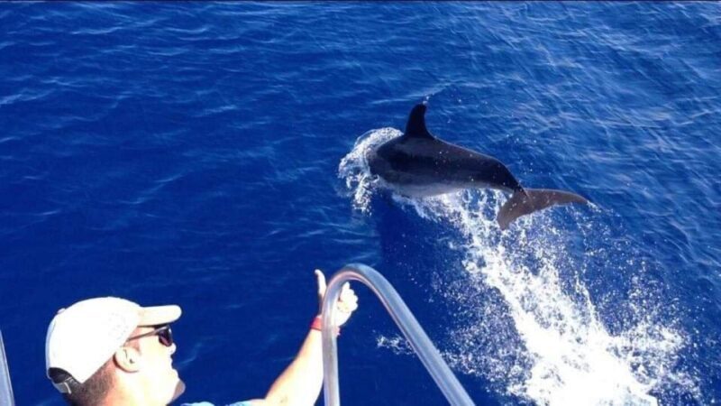Los Cristianos: Eco Yacht Whale Watching Tour at Sunset - What You Get for Your Money