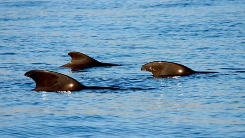 Los Cristianos: Eco Yacht Whale Watching Tour at Sunset - Accessibility and Practicalities