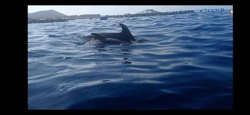 Los Cristianos: Kayak & Snorkel Tour with turtles and photos included - Key Points