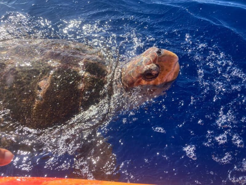 Los Cristianos: Kayak & Snorkel Tour with turtles and photos included - Potential Drawbacks or Considerations