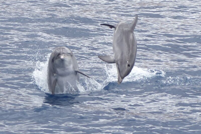 Los Cristianos: Respectful No-Chase Whale and Dolphin Cruise - Key Points