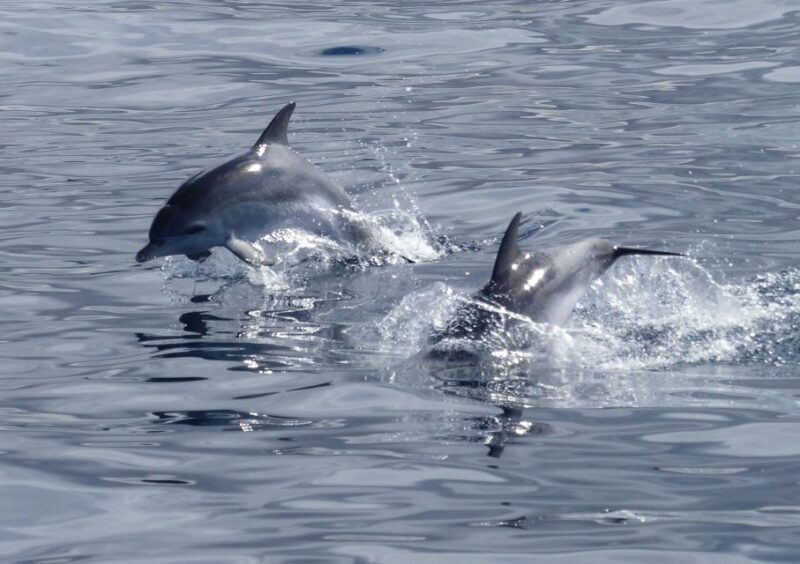 Los Cristianos: Respectful No-Chase Whale and Dolphin Cruise - A Closer Look at the Experience