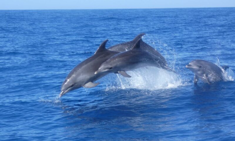 Los Cristianos: Respectful No-Chase Whale and Dolphin Cruise - Additional Considerations
