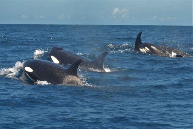 Los Cristianos: Respectful No-Chase Whale and Dolphin Cruise - Why This Tour Is Perfect for You