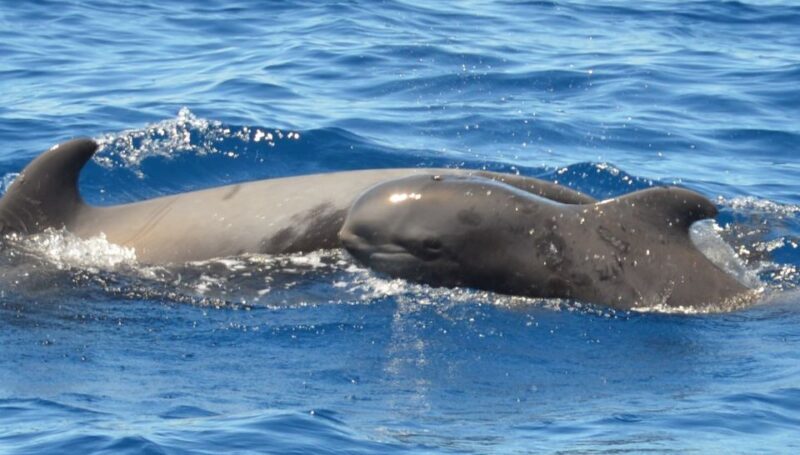 Los Cristianos: Respectful No-Chase Whale and Dolphin Cruise - Frequently Asked Questions