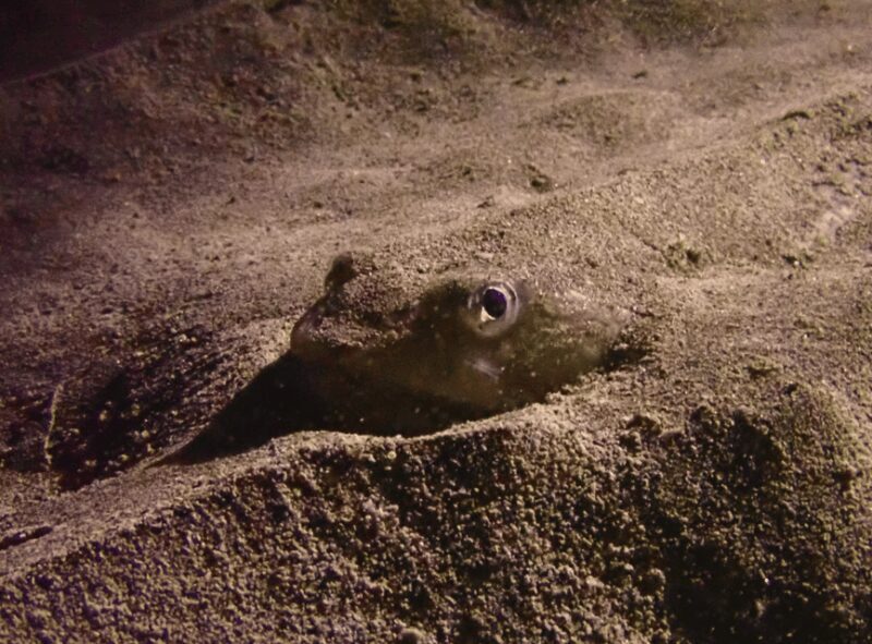Los Cristianos: Try Dive for beginners - A Friendly Guide to the Tenerife Underwater Experience