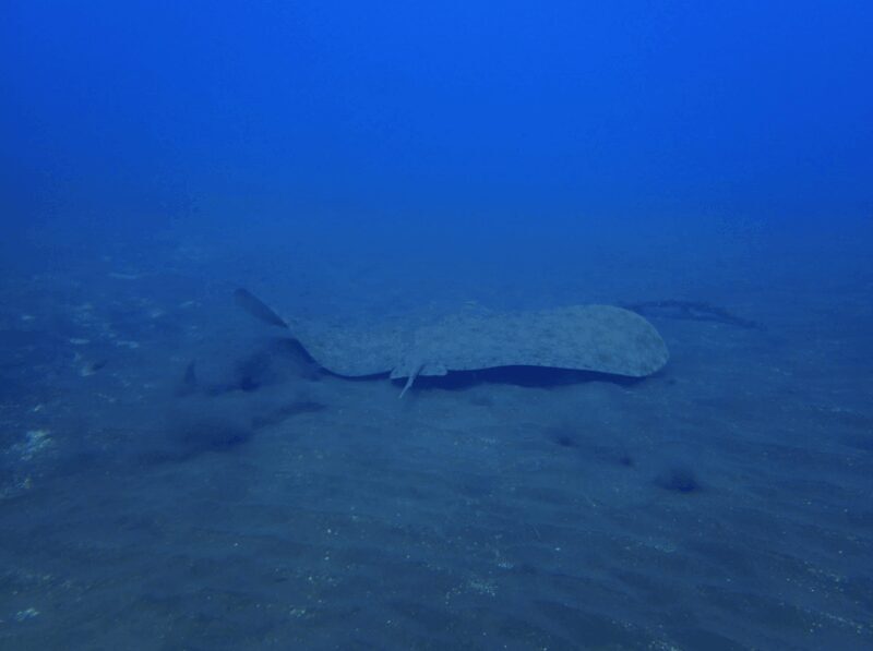 Los Cristianos: Try Dive for beginners - Who Should Consider This Tour?
