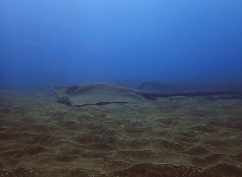 Los Cristianos: Try Dive for beginners - Practical Tips for the Tour