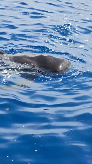 Los Cristianos: Viking Cruise Whales & Dolphins Watching - Key Points