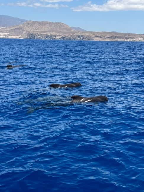 Los Cristianos: Viking Cruise Whales & Dolphins Watching - Frequently Asked Questions