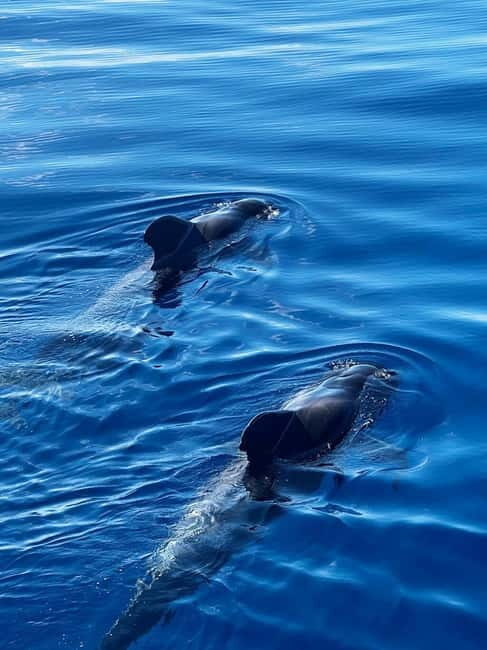 Los Cristianos: Whale Watching Cruise w/Swim Stop & Drinks - The Itinerary: What to Expect and Why It Matters