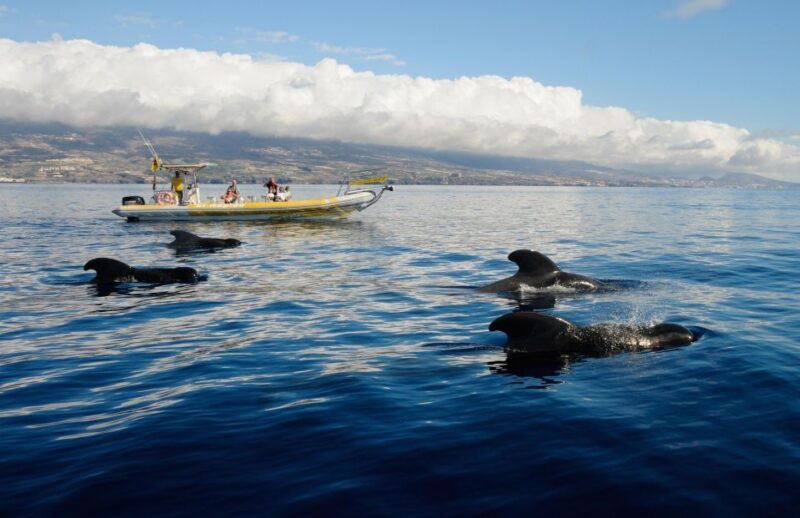 Los Gigantes: Dolphin and Whale Watching Cruise by Speedboat - The Itinerary and What Sets It Apart