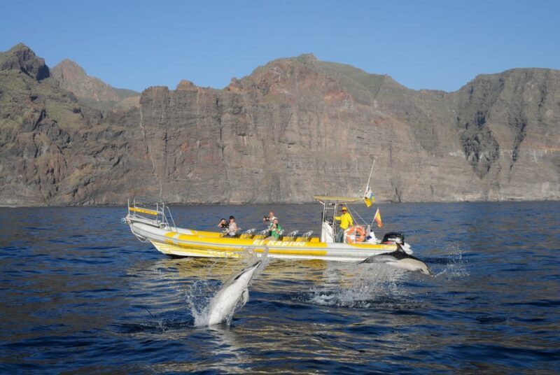 Los Gigantes: Dolphin and Whale Watching Cruise by Speedboat - The Swimming Break: Refreshing and Relaxing