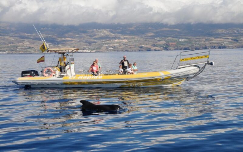 Los Gigantes: Dolphin and Whale Watching Cruise by Speedboat - Practical Considerations