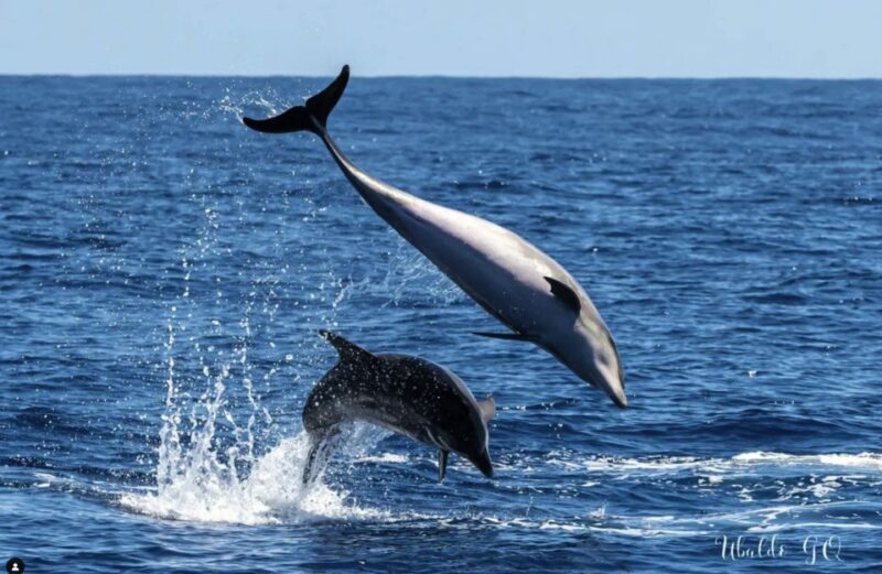 Los Gigantes: Dolphin and Whale Watching Cruise by Speedboat - Additional Highlights