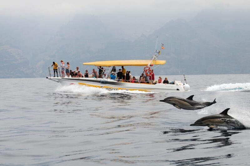 Los Gigantes: Dolphin & Whale Watching Cruise with Swim Stop - Key Points