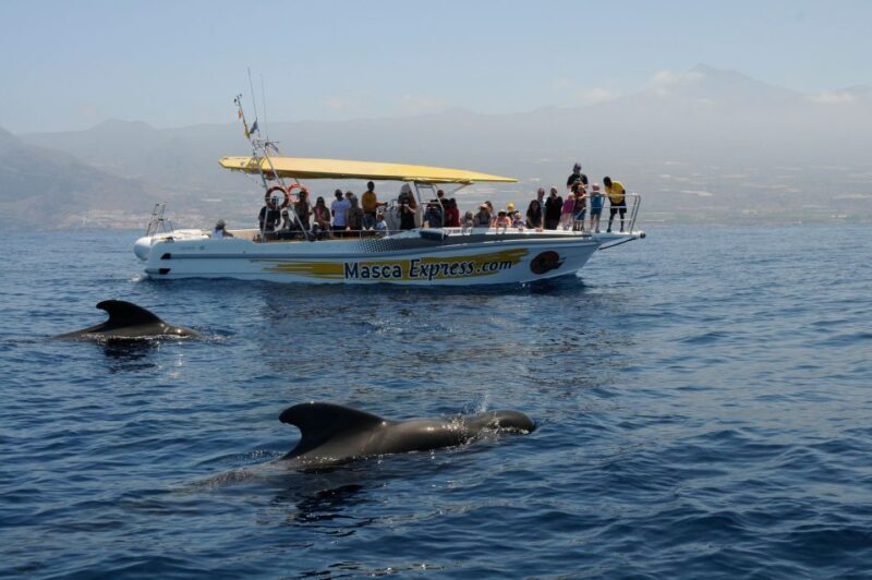 Los Gigantes: Dolphin & Whale Watching Cruise with Swim Stop - Authentic Insights from Travelers