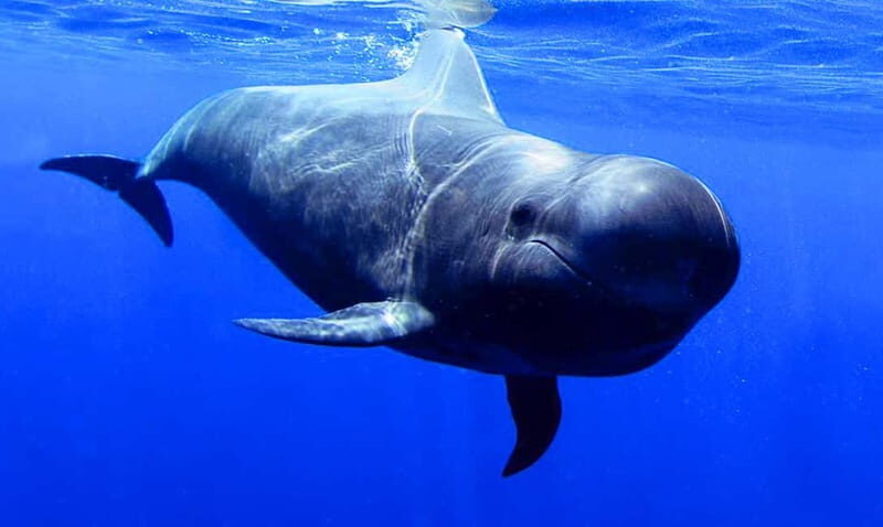 Los Gigantes: Dolphin & Whale Watching Tour on a Pirate Boat - Setting Sail from Los Gigantes — What You Can Expect