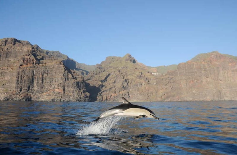 Los Gigantes: Dolphin & Whale Watching Tour on a Pirate Boat - Who Will Love This Tour?