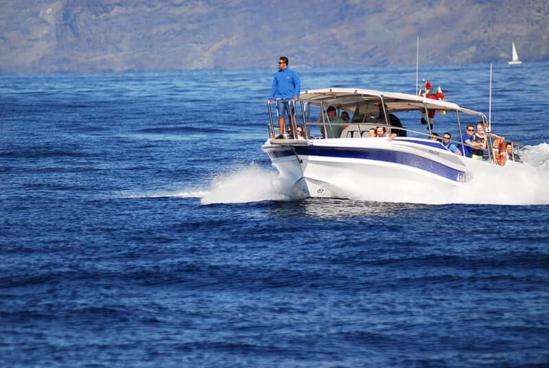 Los Gigantes: Whale or dolphin watching and swimming tour in Masca - Key Points