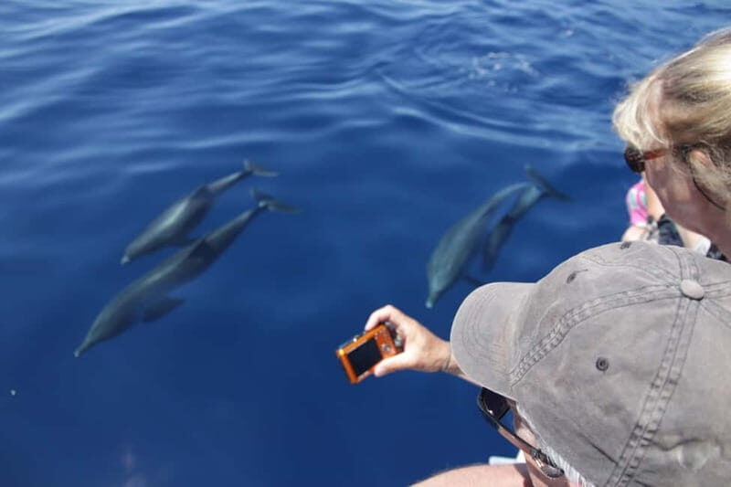 Los Gigantes: Whale or dolphin watching and swimming tour in Masca - Detailed Review of the Tour