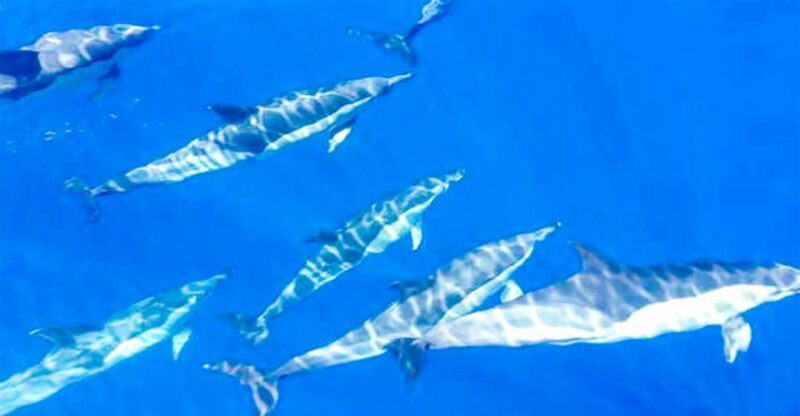 Los Gigantes: Whales and Dolphin Watching Cruise with Lunch - Key Points