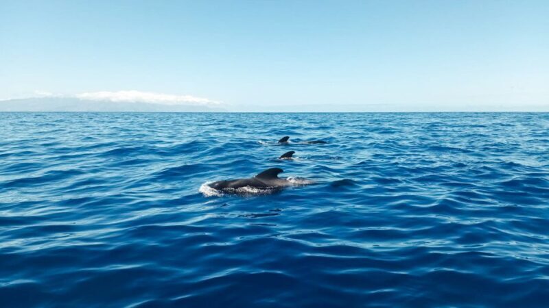 Los Gigantes: Whales and Dolphin Watching Cruise with Lunch - Detailed Review of the Tour