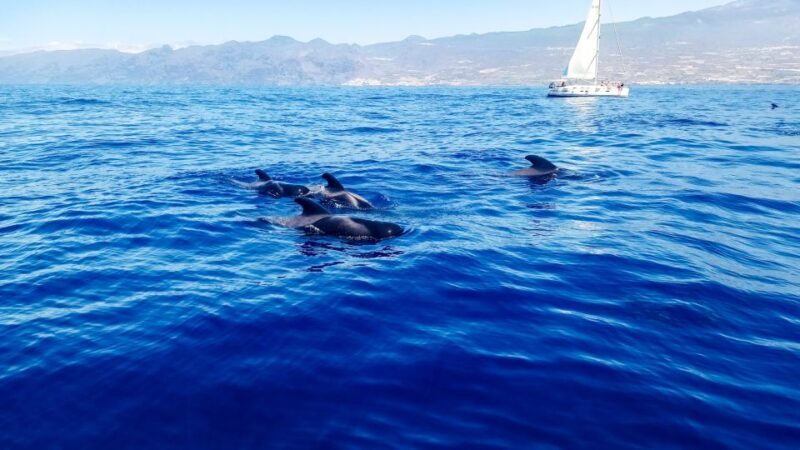 Los Gigantes: Whales and Dolphin Watching Cruise with Lunch - The Sum Up