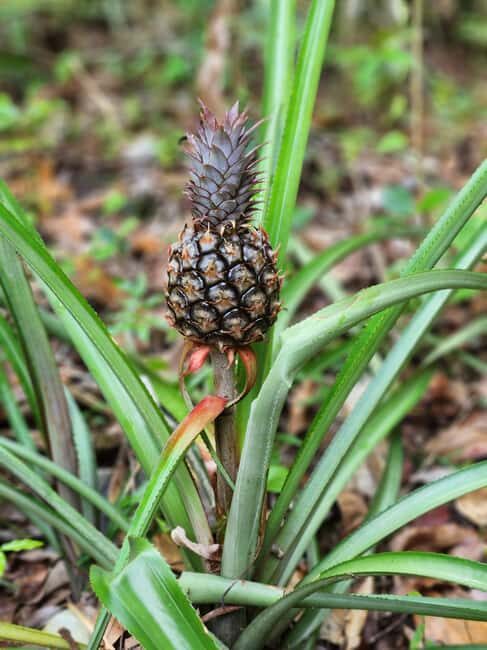 Los Haitises: Boat Excursion and Walking Tour with Lunch - Pricing and Value for Money