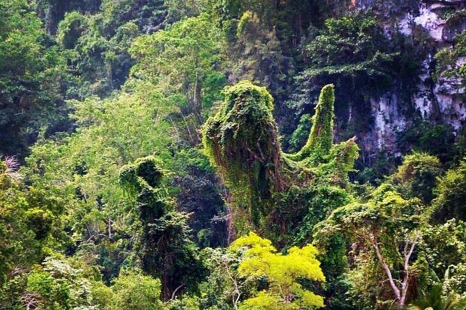 Los Haitises National Park Private boat  Hiking 4 Hours Moist Forest Trail. - Key Points